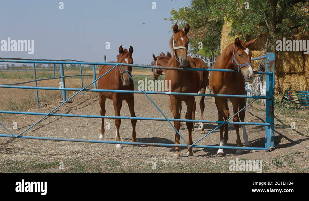 Four young animals Stock Videos & Footage - HD and 4K Video Clips - Alamy
