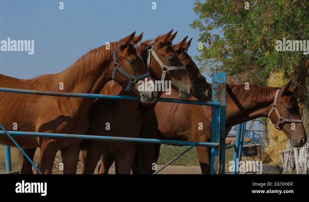 Stallions Stock Videos & Footage - HD and 4K Video Clips - Alamy