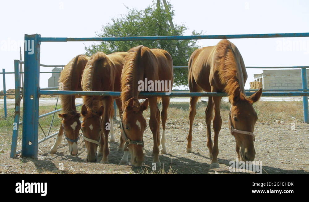 Four Young Horses Stock Video Footage - Alamy