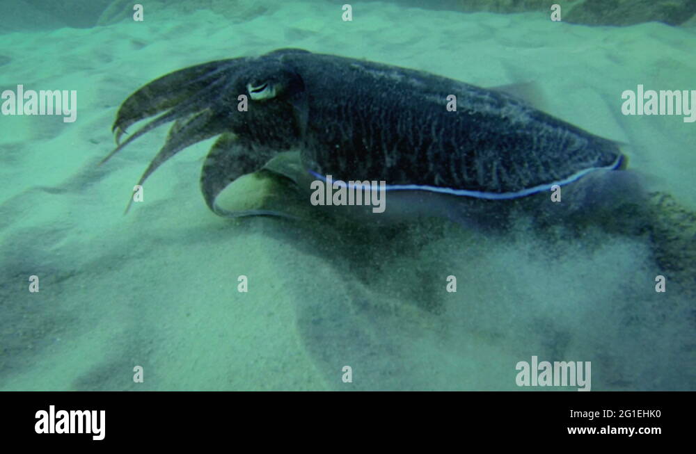 Cuttlefish beak Stock Videos & Footage - HD and 4K Video Clips - Alamy