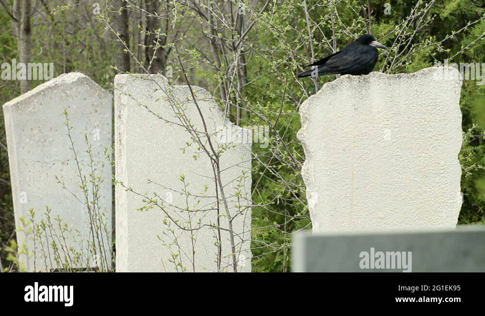 Raven on the tombstone Stock Videos & Footage - HD and 4K Video Clips ...