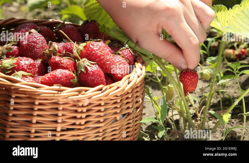 Smallholder Stock Videos & Footage - HD and 4K Video Clips - Alamy
