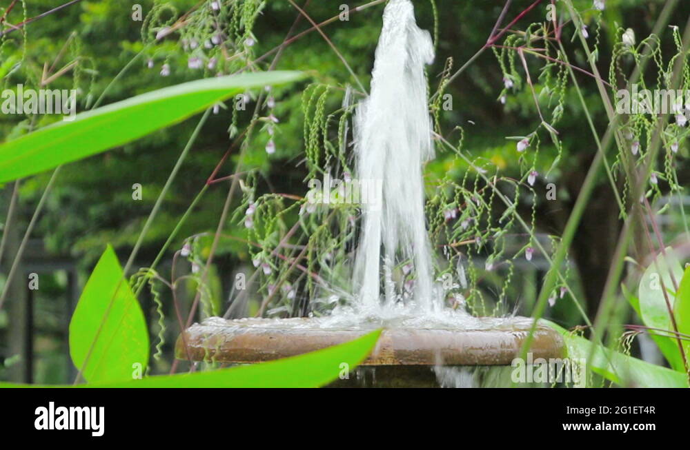 Tropical forest fountain tree Stock Videos & Footage - HD and 4K Video ...