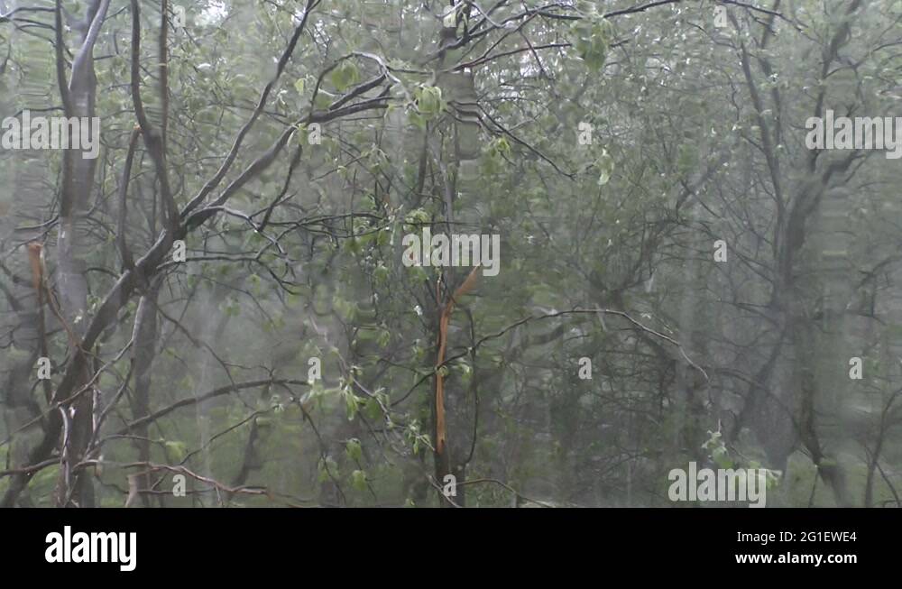 Hail damage apple tree Stock Videos & Footage - HD and 4K Video Clips ...