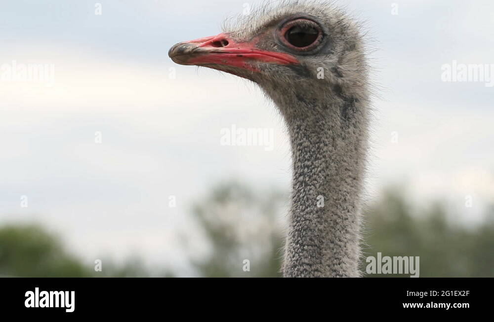 Hairy sleeping nature Stock Videos & Footage - HD and 4K Video Clips ...