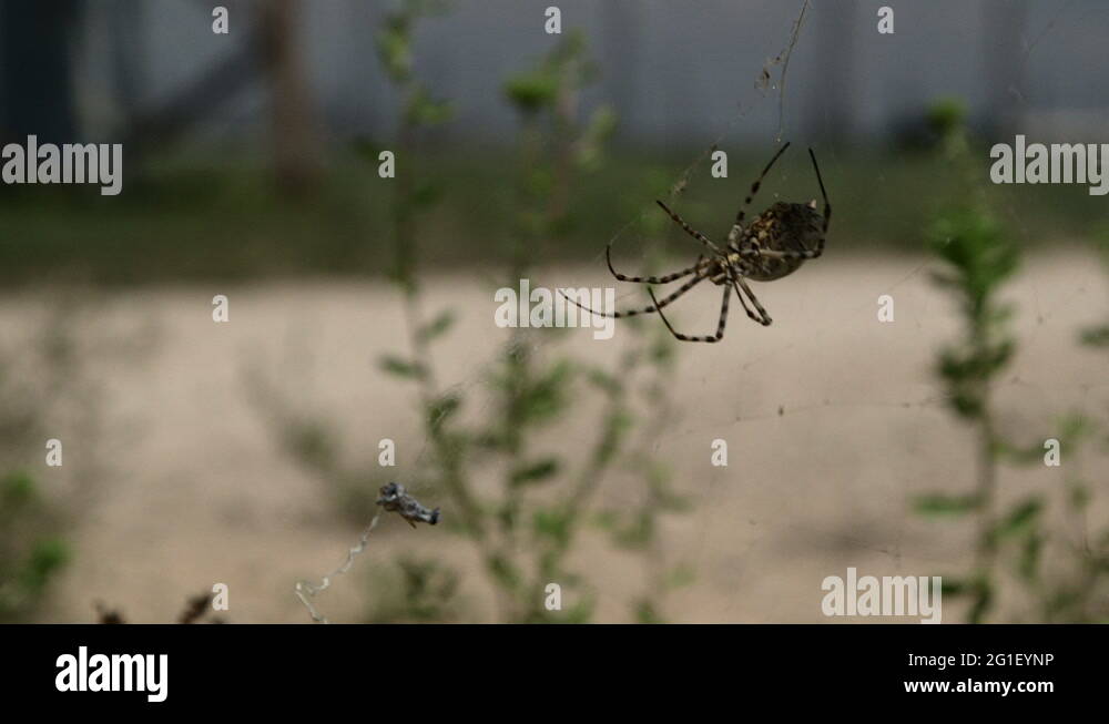 Spider eating web Stock Videos & Footage - HD and 4K Video Clips - Alamy