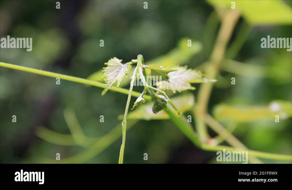 Little leafs Stock Videos & Footage - HD and 4K Video Clips - Alamy