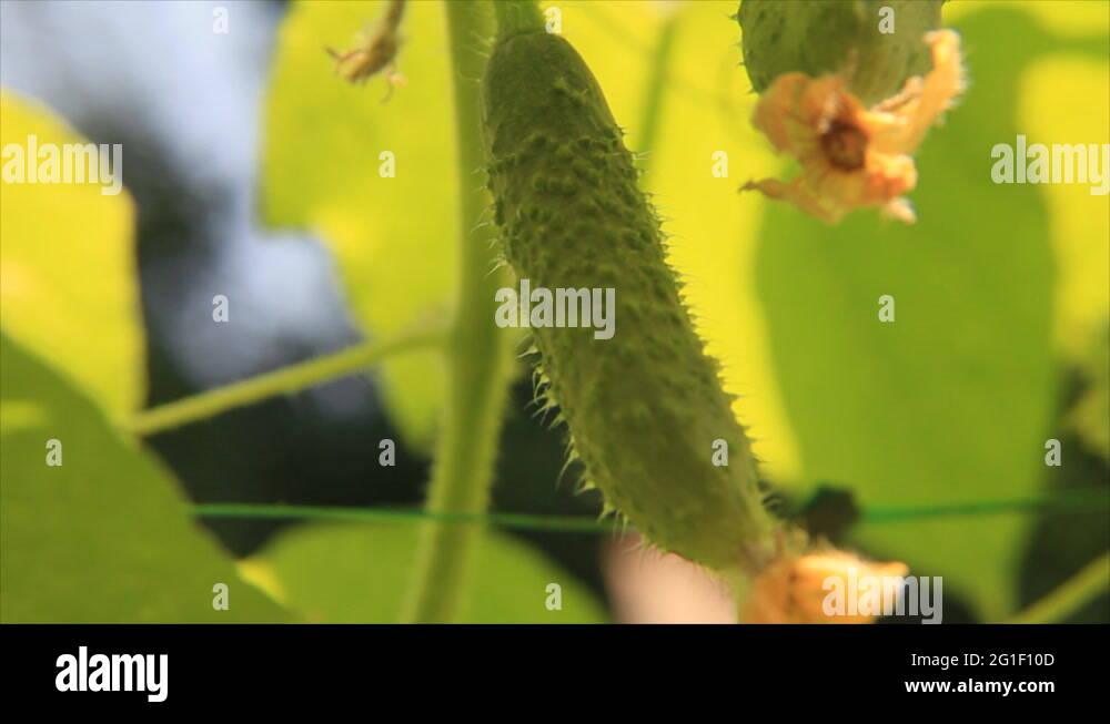 How to grow cucumbers Stock Videos & Footage - HD and 4K Video Clips ...