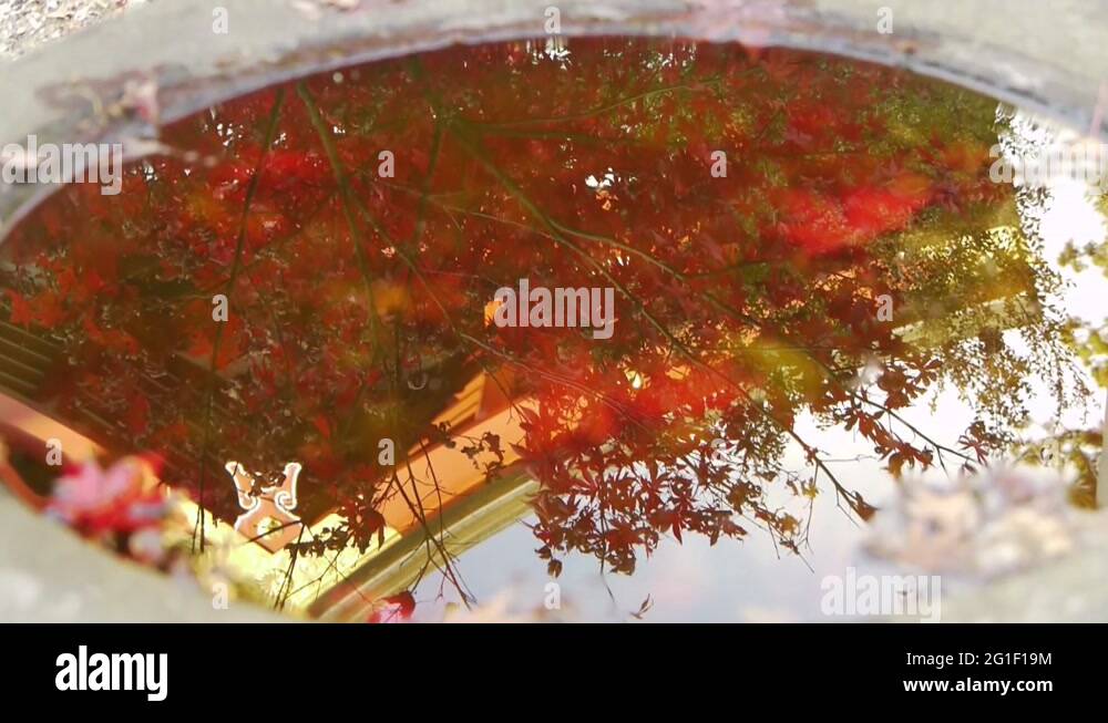 Japanese Maple Trees and Shrine Reflection in Autumn in Japan Stock ...