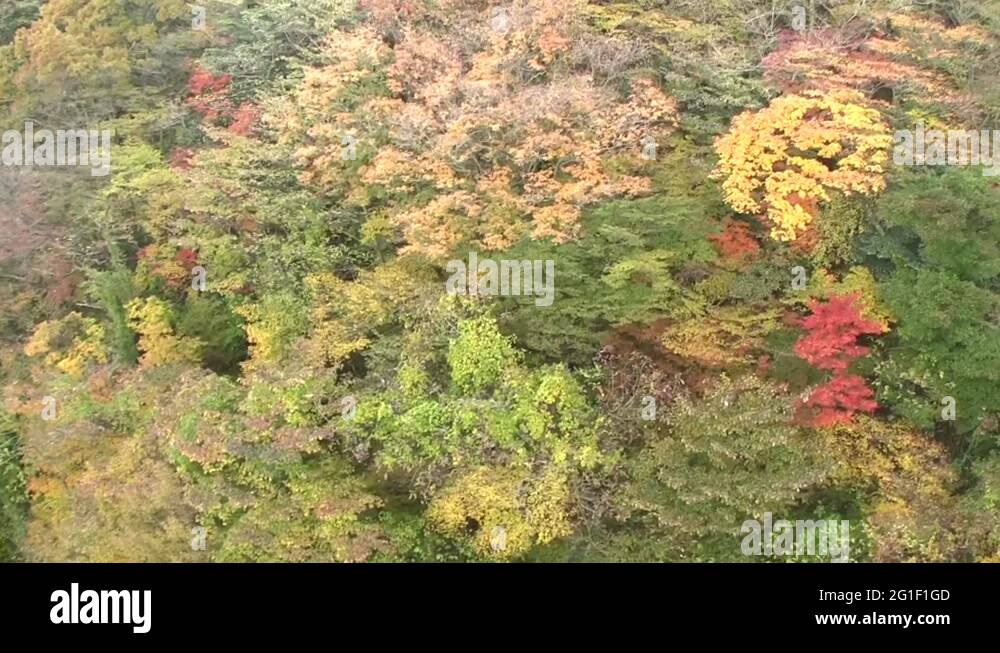Japanese Maple Trees Ropeway View in Autumn in Japan Stock Video ...