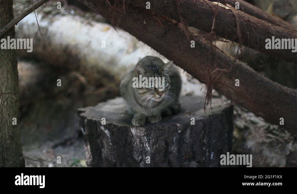 Cat 2 not people Stock Videos & Footage - HD and 4K Video Clips - Alamy