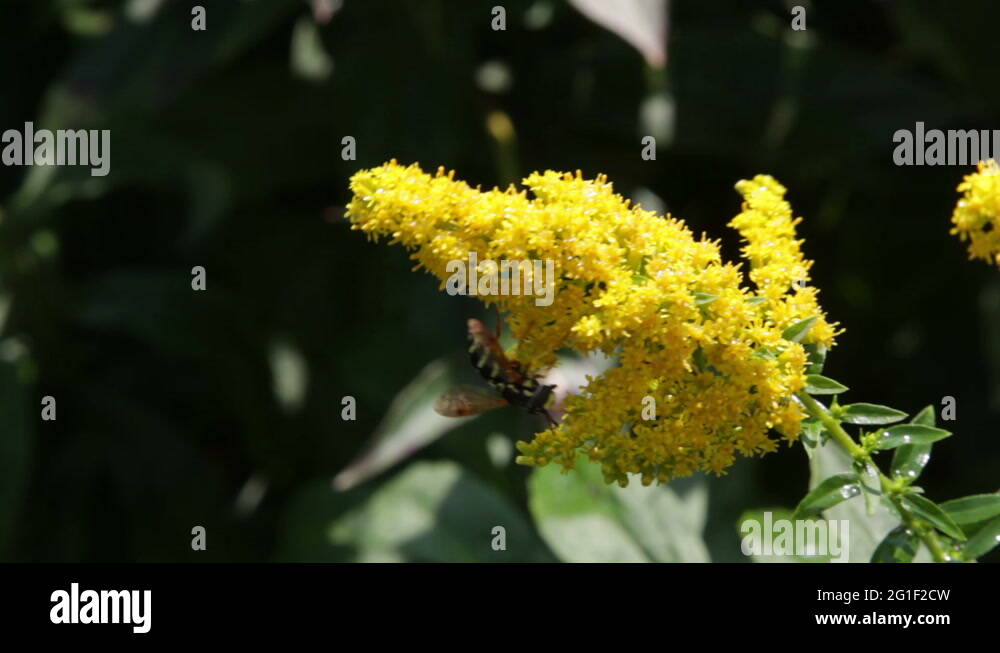 Hoverfly pollination Stock Videos & Footage - HD and 4K Video Clips - Alamy