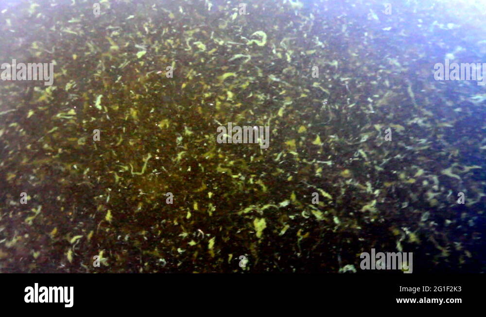 Algae polluted water ( green scum) rotting, poisoning, damage Stock ...