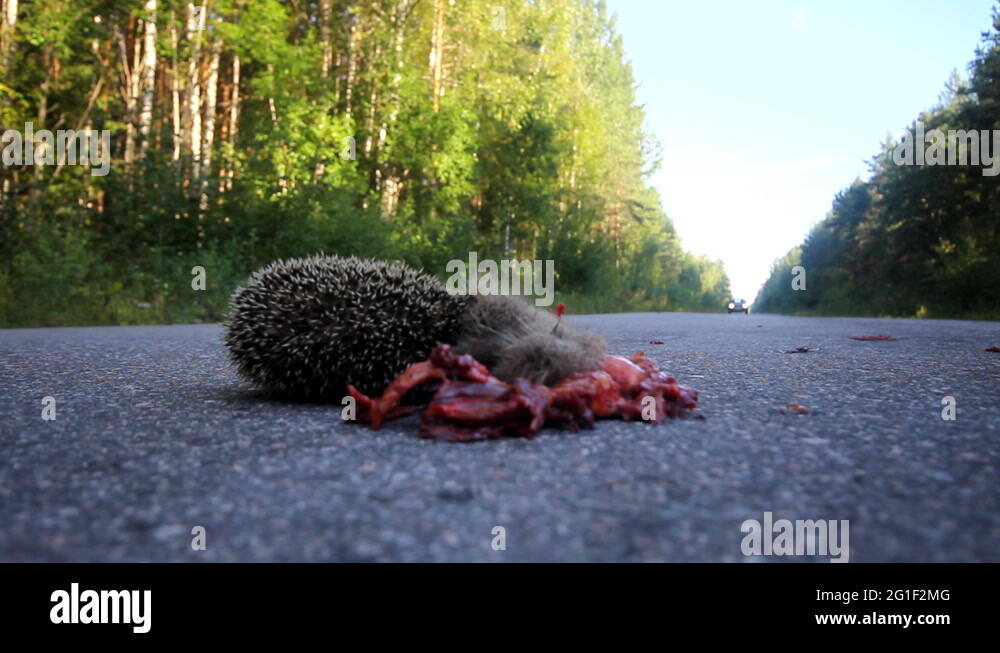 Hedgehog dead road kill roadkill Stock Videos & Footage - HD and 4K ...