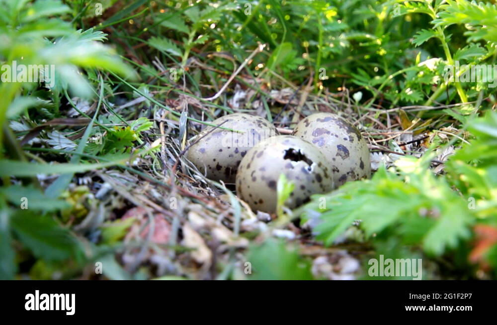Hatching birds Stock Videos & Footage - HD and 4K Video Clips - Alamy