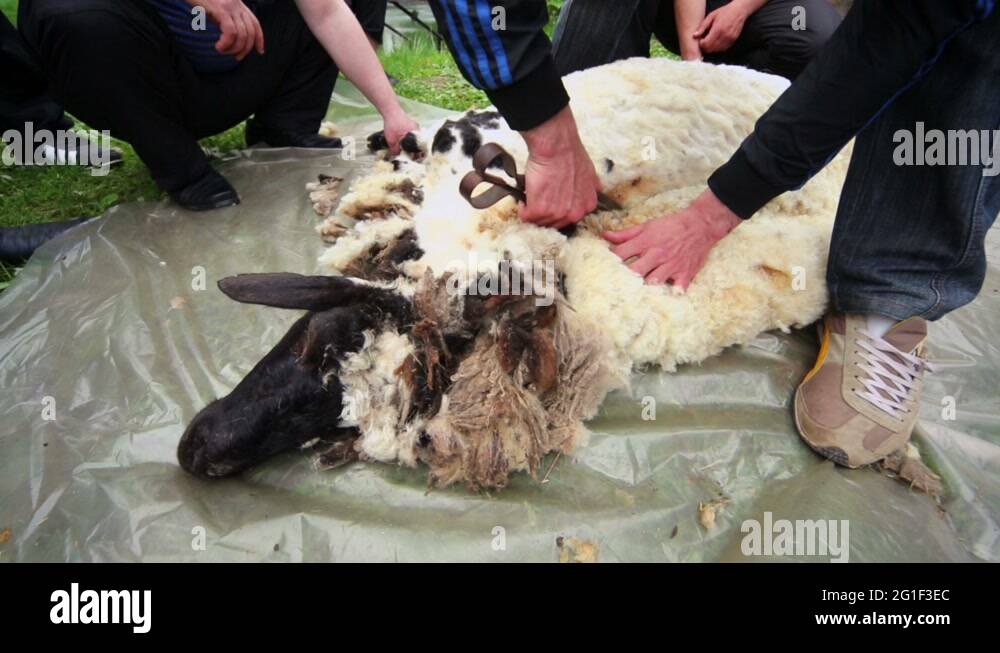Hair of sheep Stock Videos & Footage - HD and 4K Video Clips - Alamy