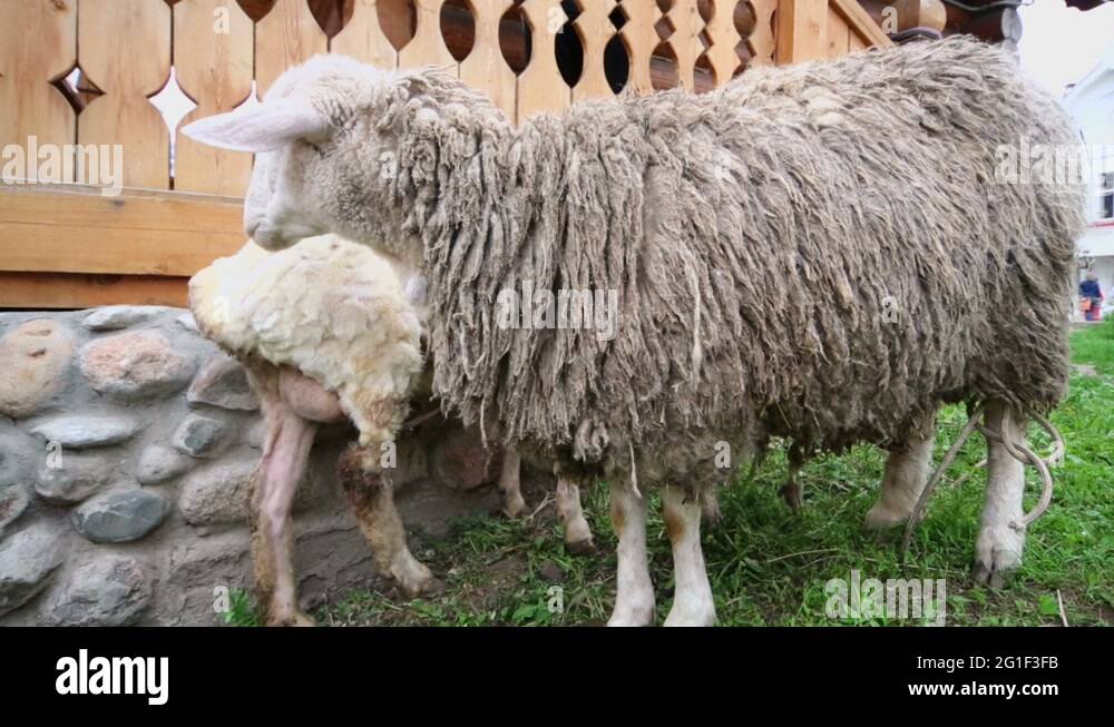 Sheep and yeanling stand near wooden staircase of retro house Stock ...