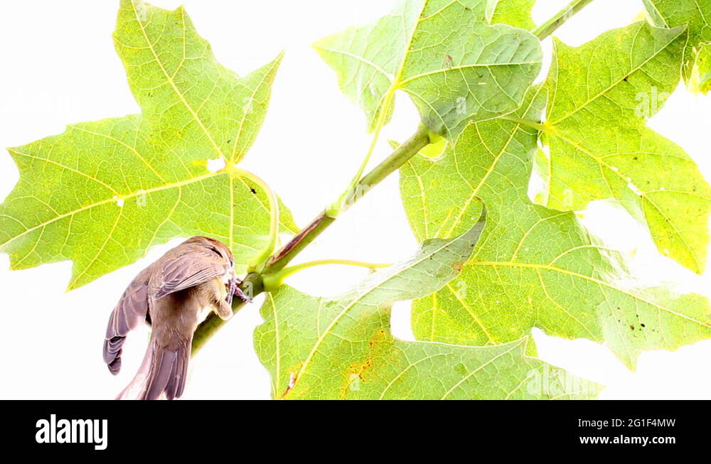 Maple cap Stock Videos & Footage - HD and 4K Video Clips - Alamy