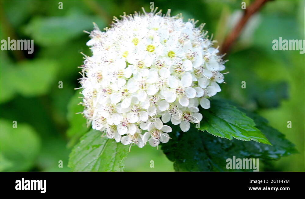 Round flower Stock Videos & Footage - HD and 4K Video Clips - Alamy