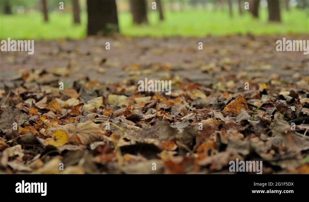 Horizontal nobody autumn Stock Videos & Footage - HD and 4K Video Clips ...