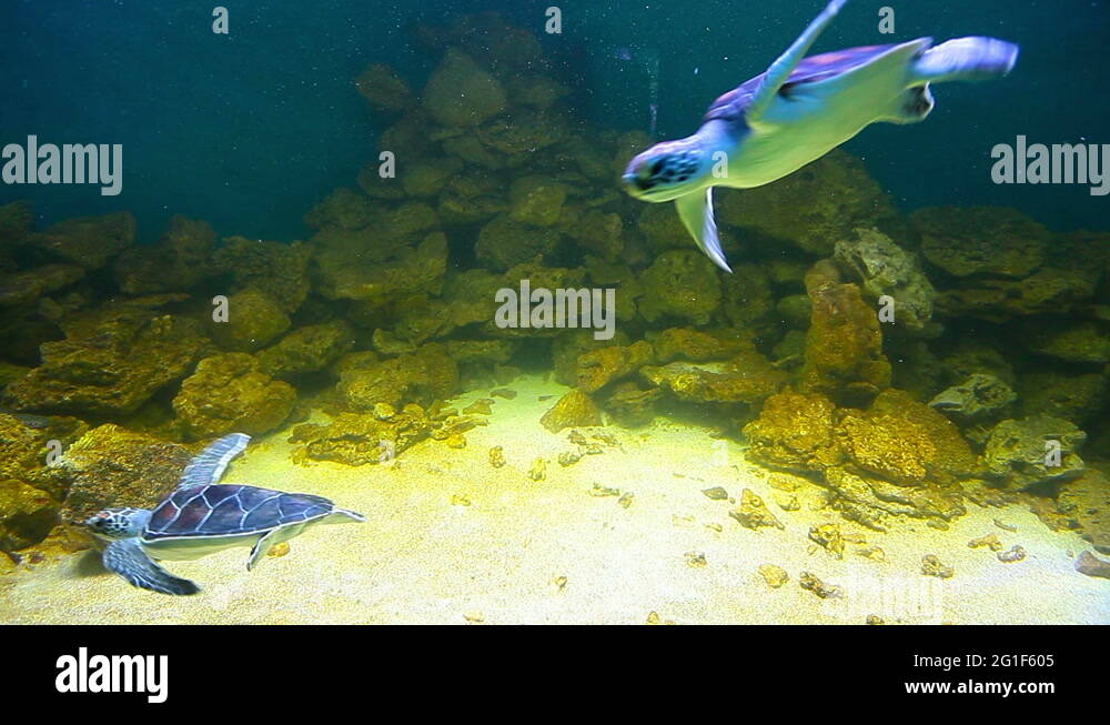 sea turtles and sharks Stock Video Footage - Alamy