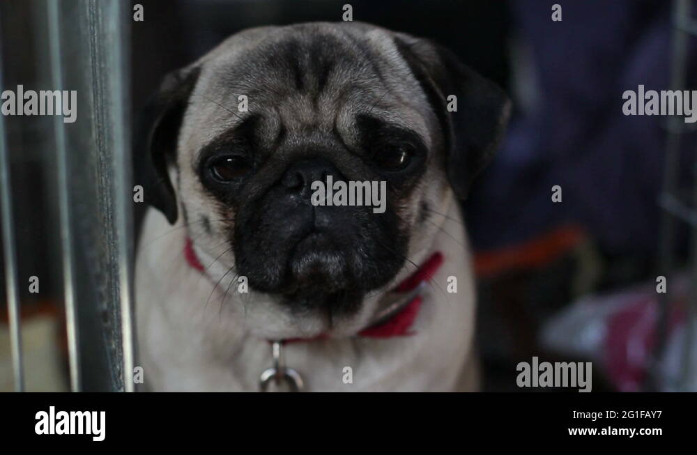 Mops mops Stock Videos & Footage - HD and 4K Video Clips - Alamy