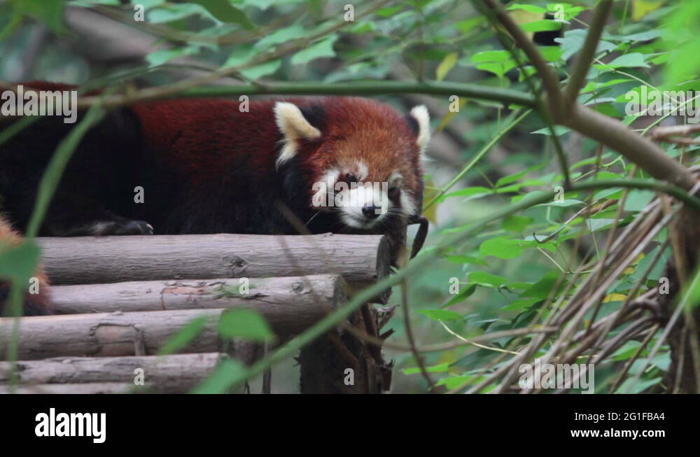 Lesser panda Stock Videos & Footage - HD and 4K Video Clips - Alamy