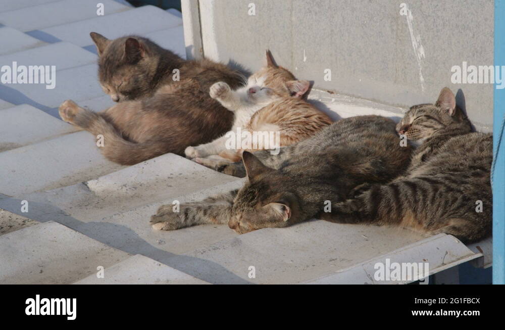 Napping animals Stock Videos & Footage - HD and 4K Video Clips - Alamy