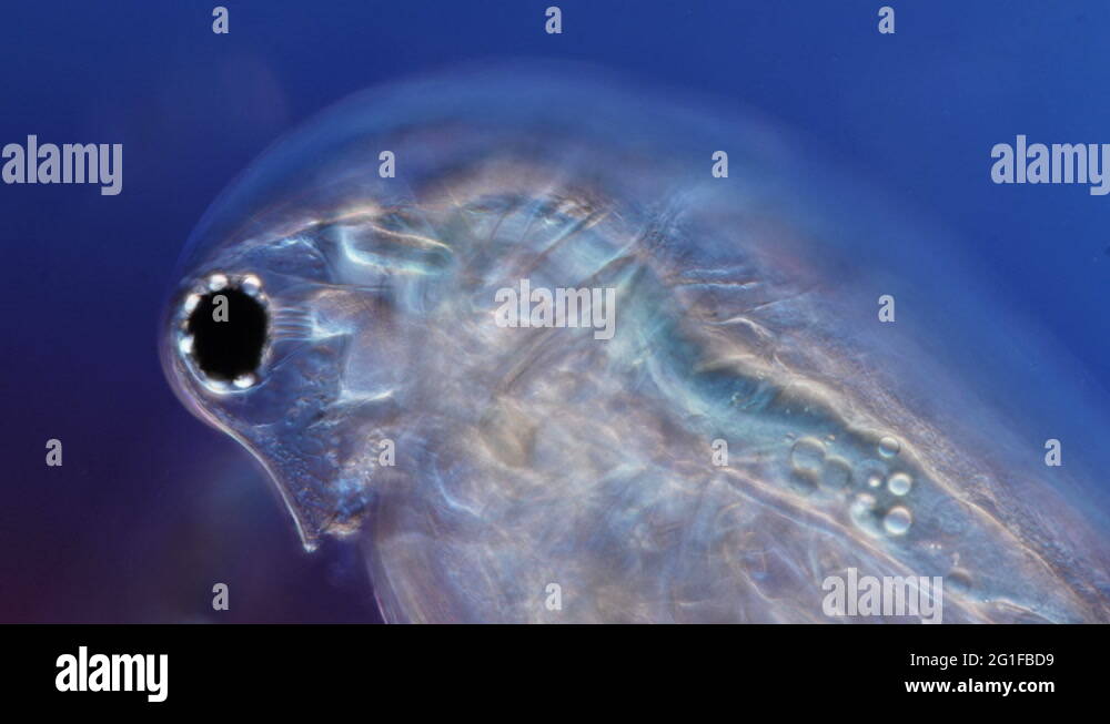 Pond water micrograph Stock Videos & Footage - HD and 4K Video Clips ...