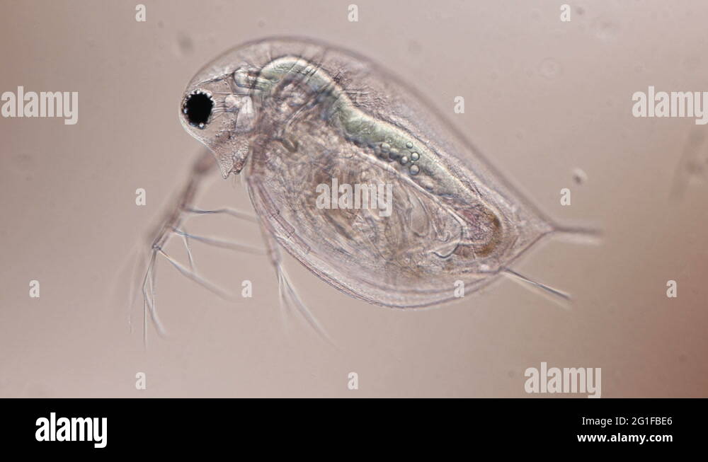 Microorganism Stock Videos & Footage - HD and 4K Video Clips - Alamy