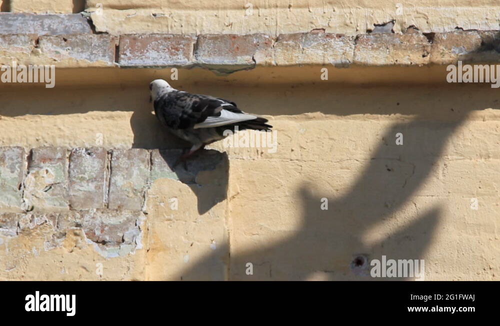 Pigeon shadow Stock Videos & Footage - HD and 4K Video Clips - Alamy