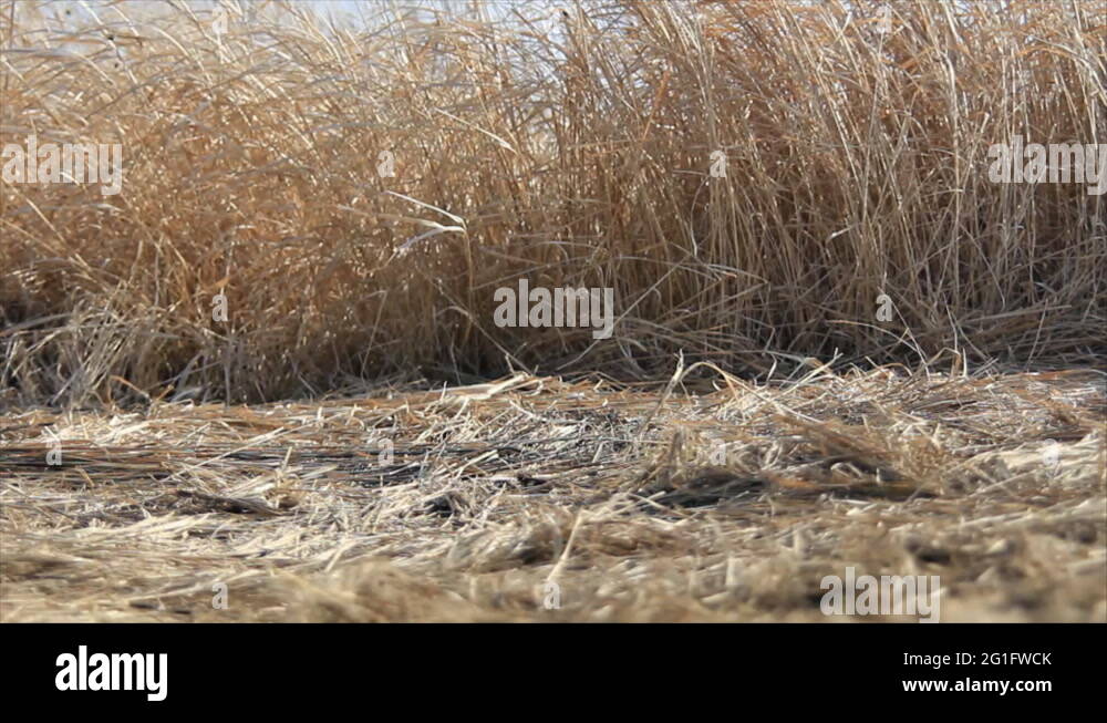 Grass straw heap Stock Videos & Footage - HD and 4K Video Clips - Alamy