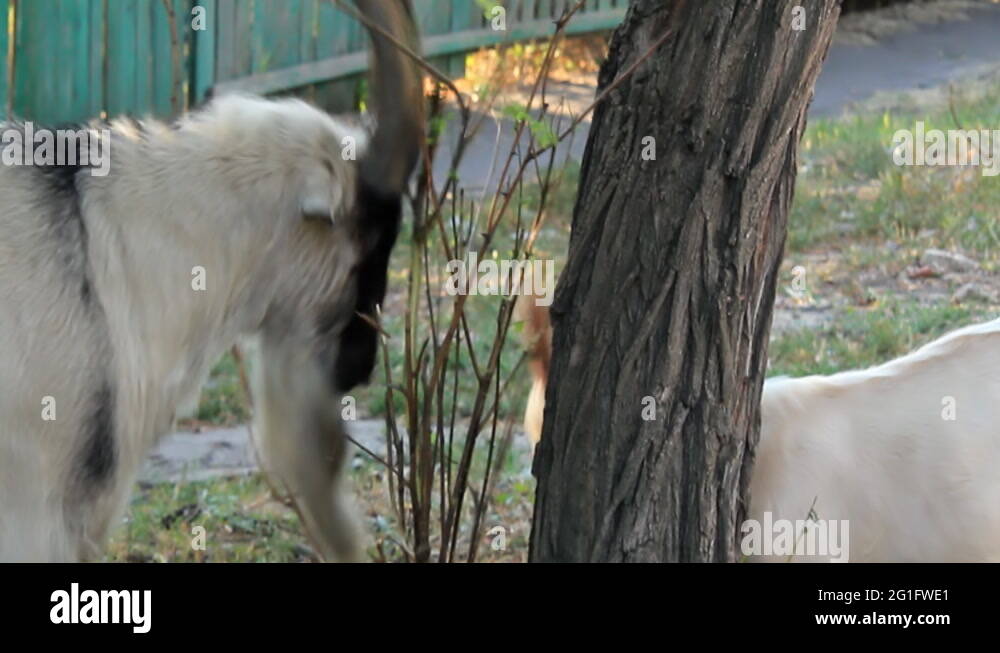 Bunt fauna Stock Videos & Footage - HD and 4K Video Clips - Alamy