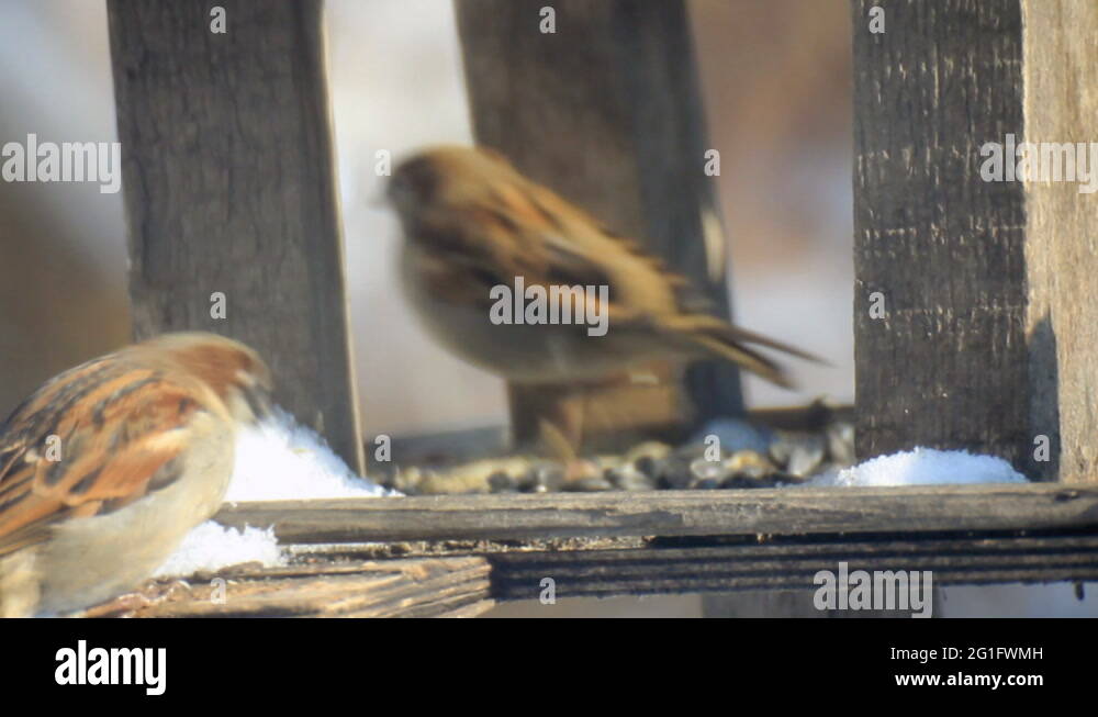 Crack of sparrows Stock Videos & Footage - HD and 4K Video Clips - Alamy