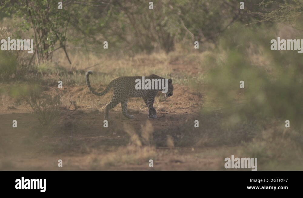 Walking leopard Stock Videos & Footage - HD and 4K Video Clips - Alamy