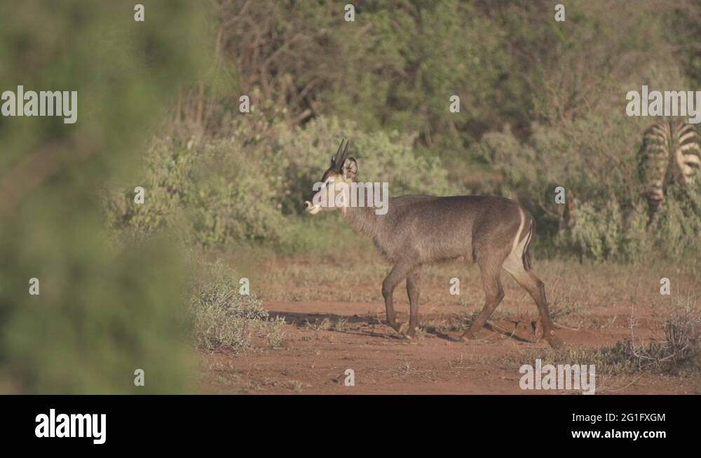 Waterbuck walking Stock Videos & Footage - HD and 4K Video Clips - Alamy