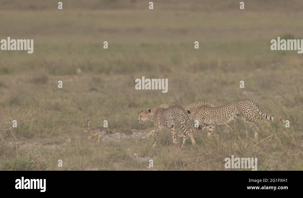 Chasing the rabbit Stock Videos & Footage - HD and 4K Video Clips - Alamy