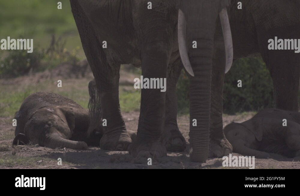 Africa baby feet Stock Videos & Footage - HD and 4K Video Clips - Alamy