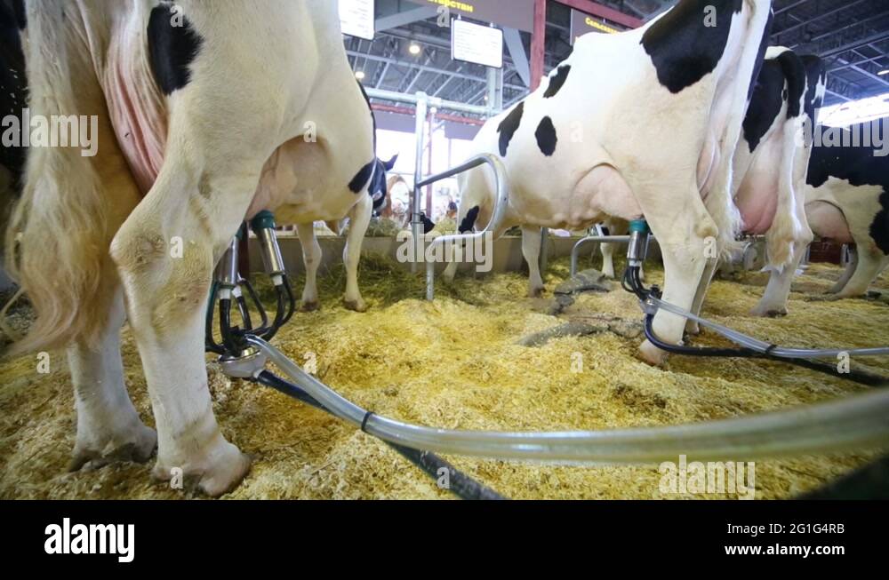 Demonstration of the milking machine with cows in stall Stock Video ...