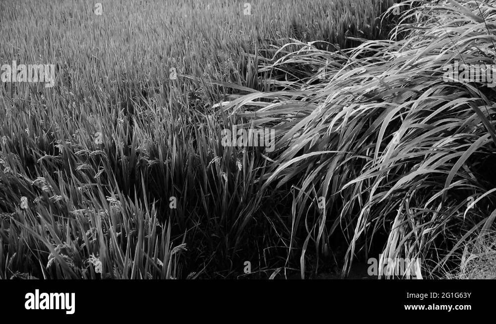 Long dry grass Stock Videos & Footage - HD and 4K Video Clips - Alamy