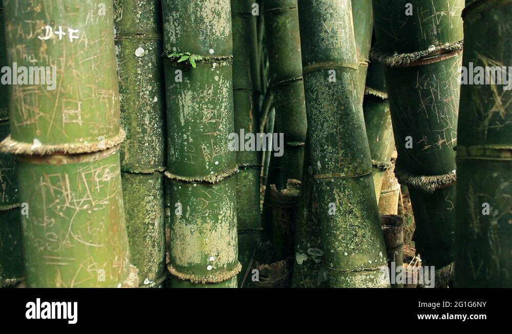 Bamboo trunks Stock Videos & Footage - HD and 4K Video Clips - Alamy
