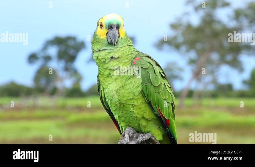 Brazilian parrot Stock Videos & Footage - HD and 4K Video Clips - Alamy