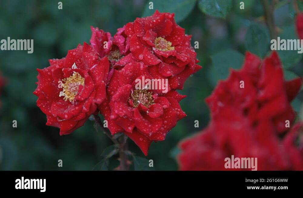Garden roses wet Stock Videos & Footage - HD and 4K Video Clips - Alamy