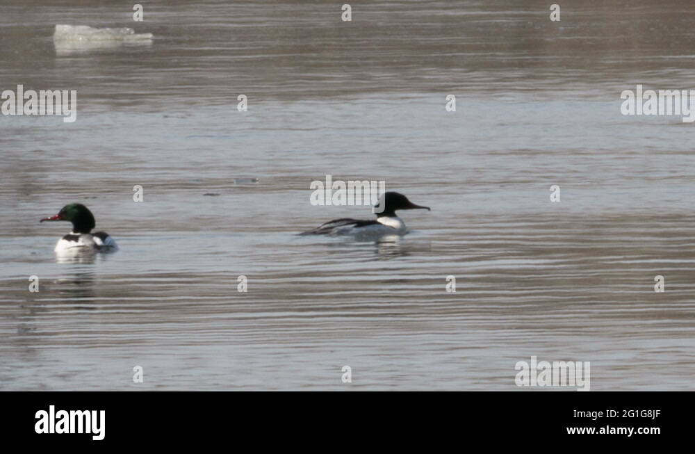 Goosander Stock Videos & Footage - HD and 4K Video Clips - Alamy