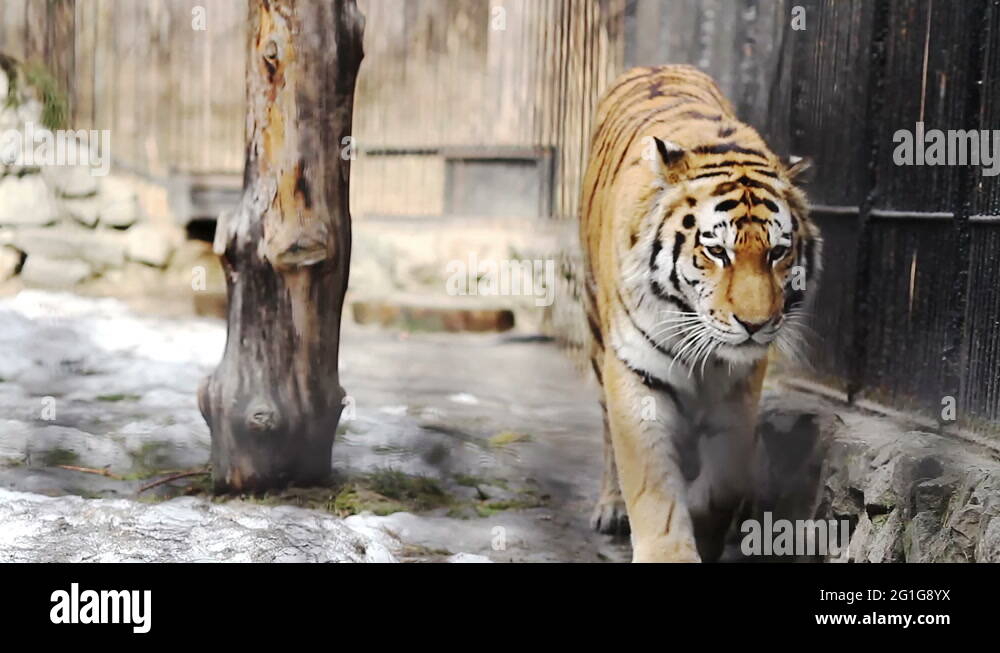 Russia siberian tiger Stock Videos & Footage - HD and 4K Video Clips ...