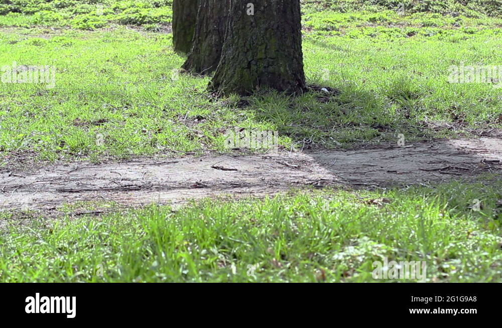 2 trunks tree Stock Videos & Footage - HD and 4K Video Clips - Alamy