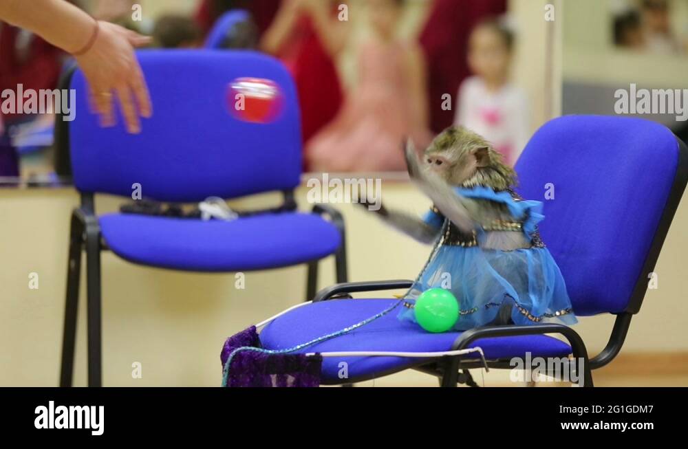 Monkey sitting on chair Stock Videos & Footage - HD and 4K Video Clips ...
