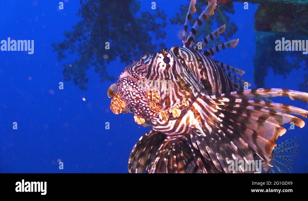 African lionfish Stock Videos & Footage - HD and 4K Video Clips - Alamy