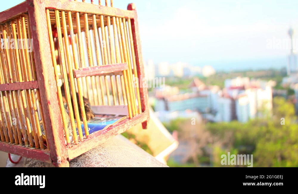 Open birdcage with free birds Stock Videos & Footage - HD and 4K Video ...