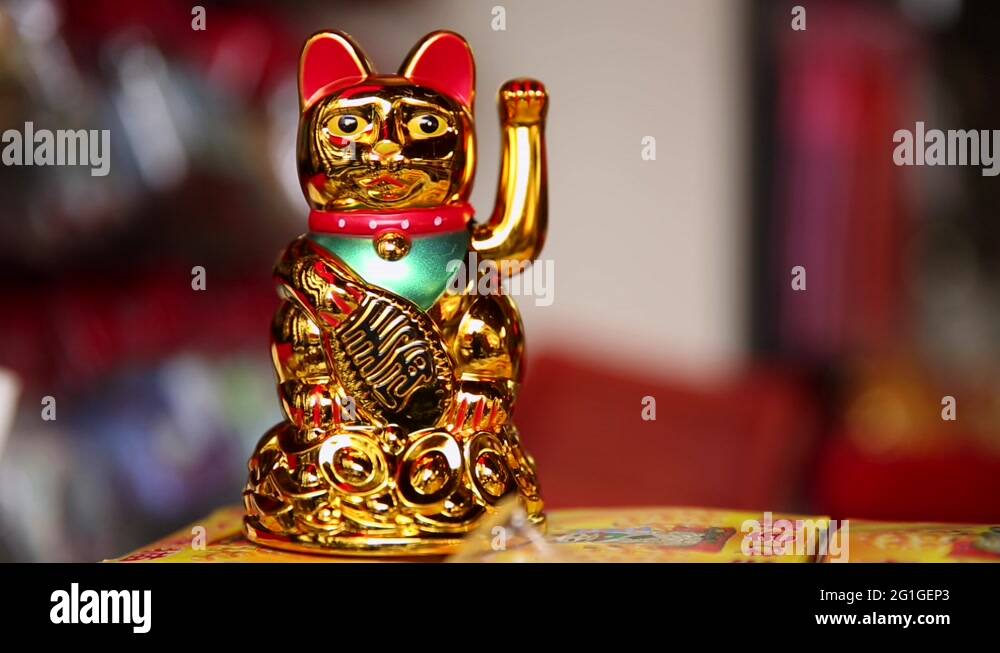 Japanese calico cat Stock Videos & Footage - HD and 4K Video Clips - Alamy